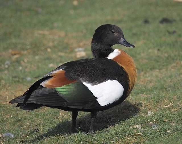Details : Australian Shelduck - BirdGuides