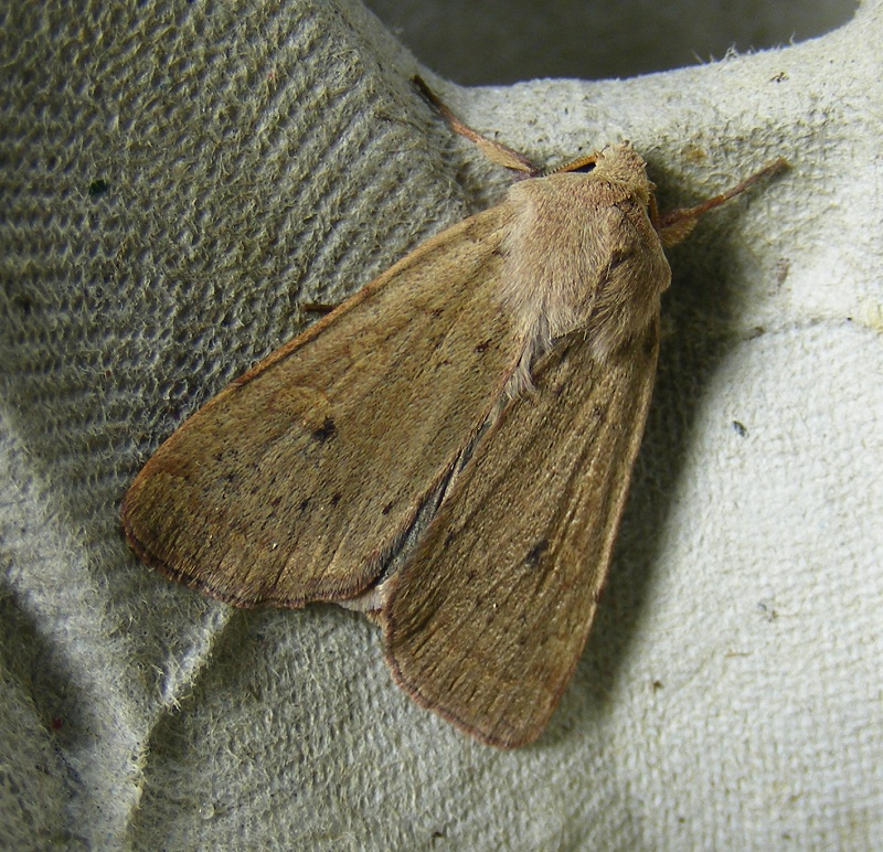 Details : Neglected Rustic - BirdGuides