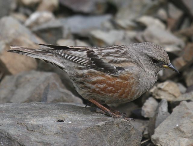 Details : Alpine Accentor - BirdGuides