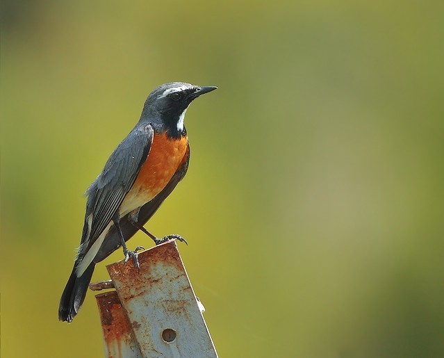 Details : White-throated Robin - BirdGuides
