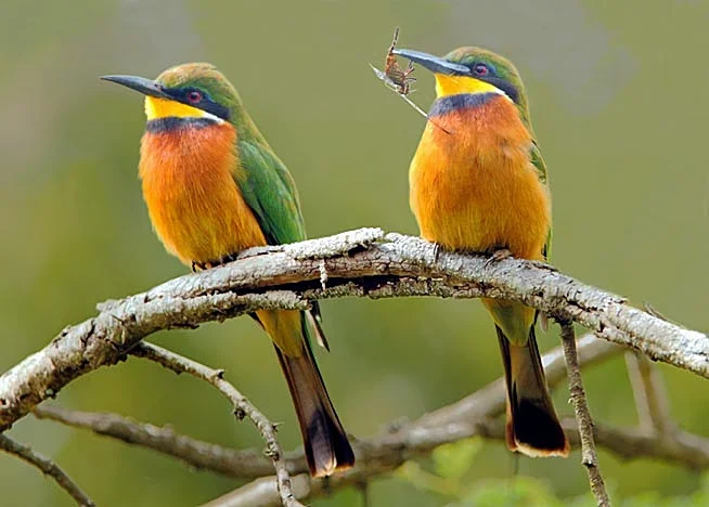 Details : Cinnamon-chested Bee-eater - BirdGuides
