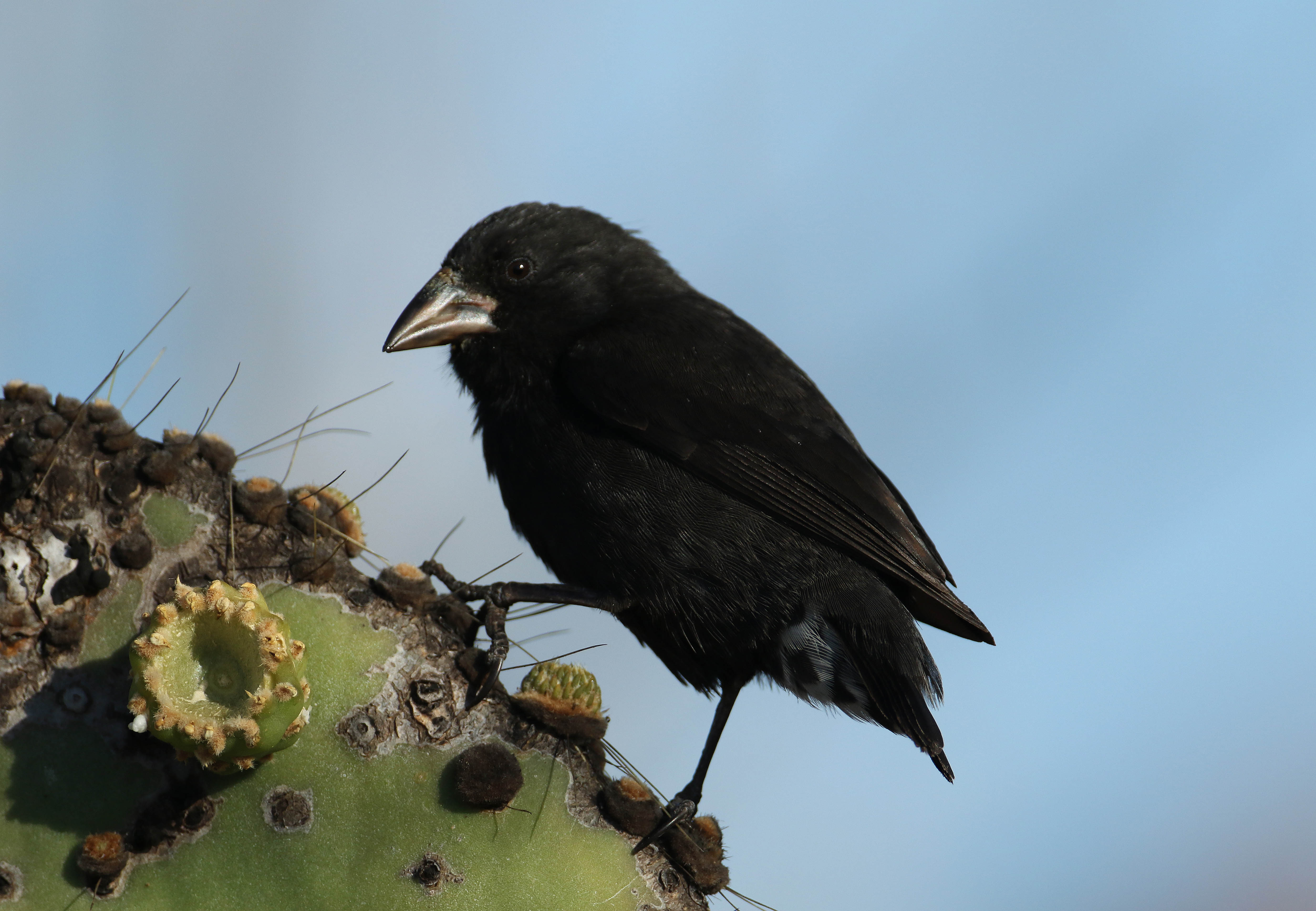Details : Common Cactus Finch - BirdGuides