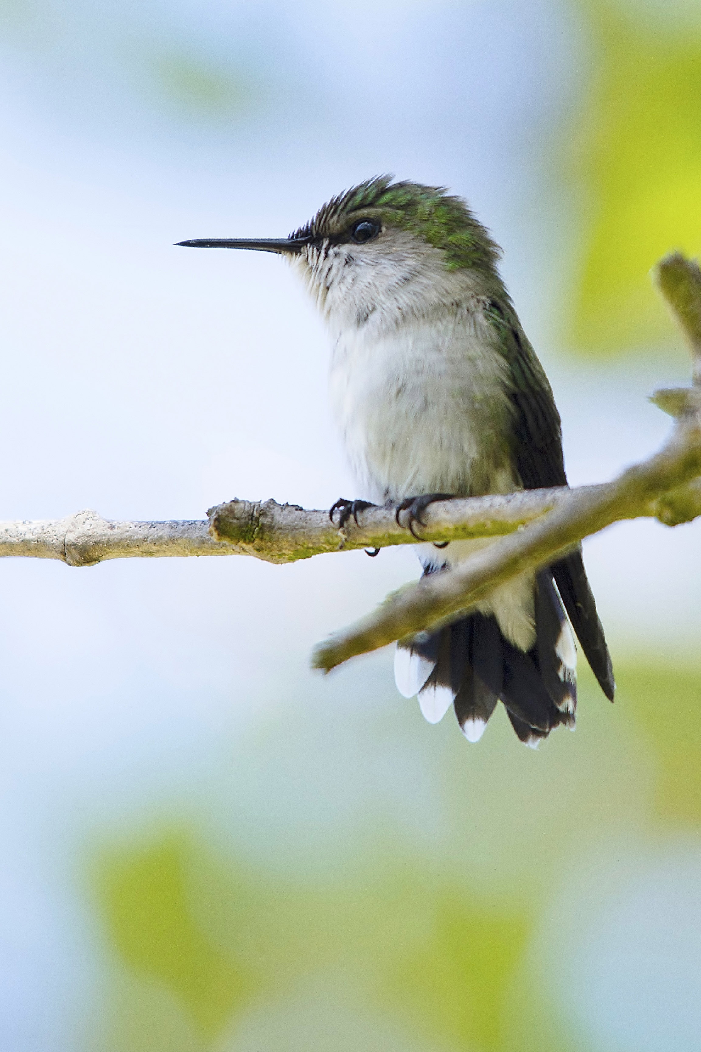 Details : Vervain Hummingbird - BirdGuides