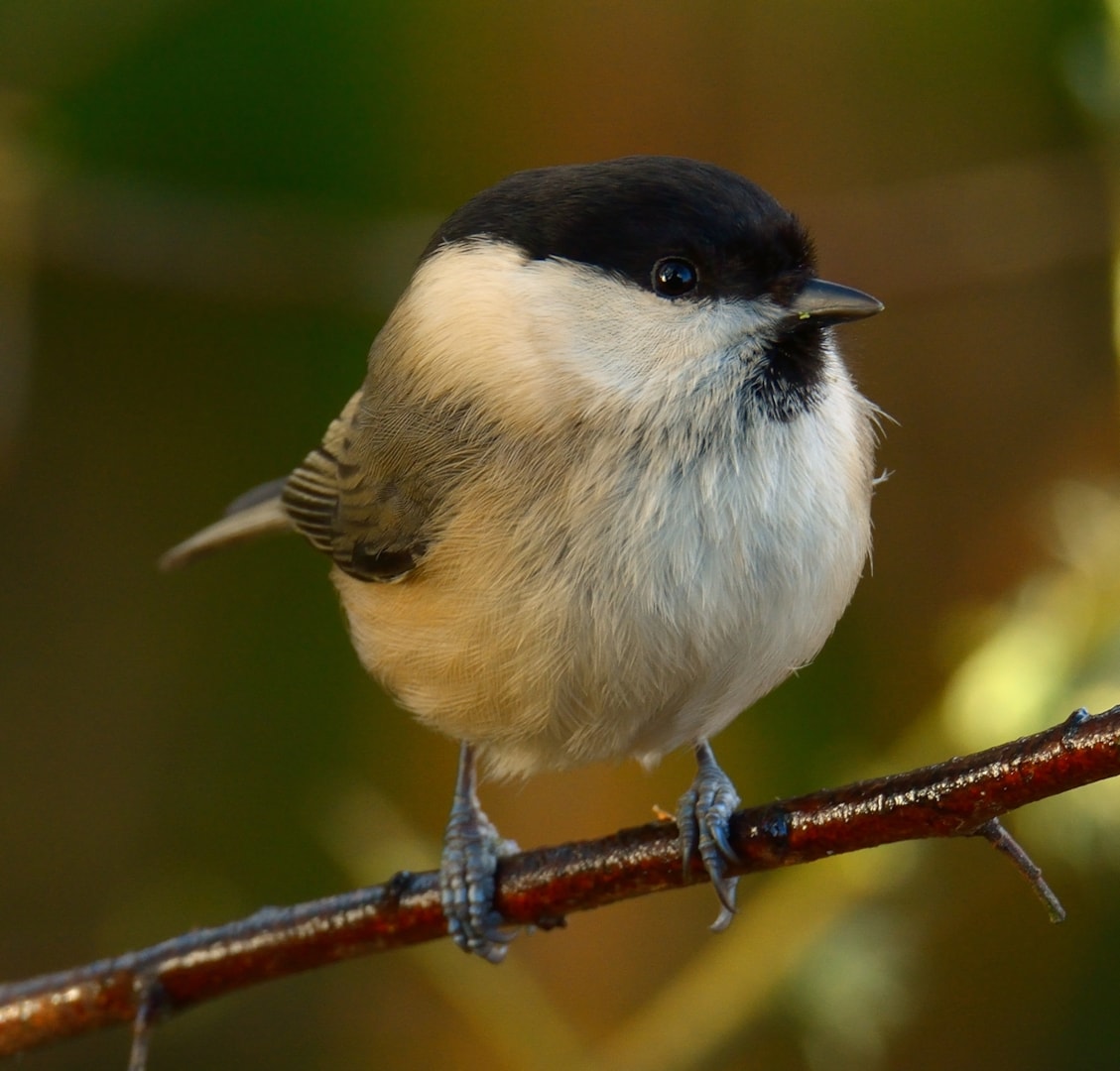Willow Tit by Dennis Morrison - BirdGuides