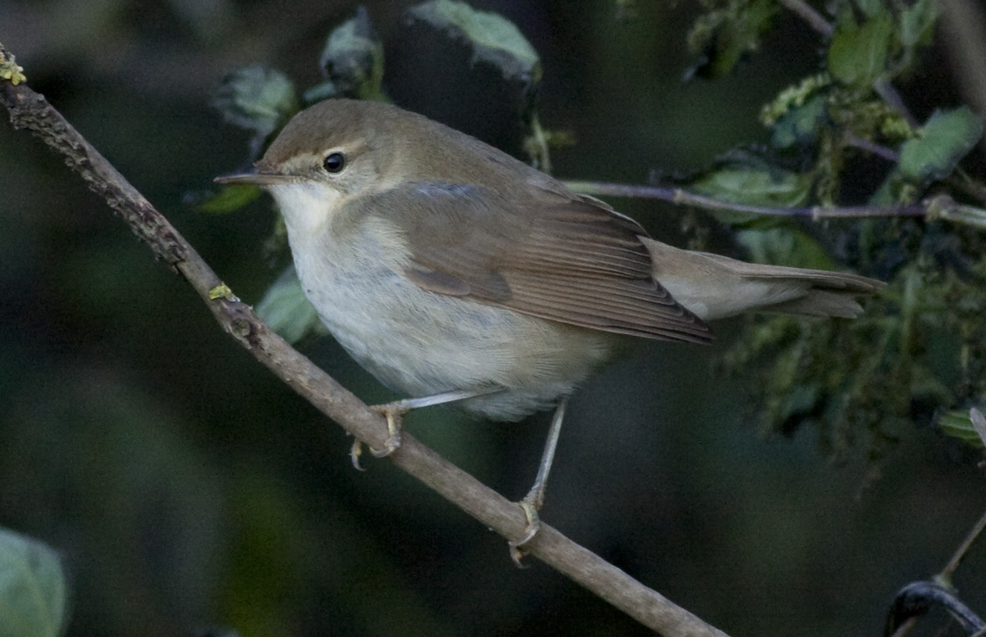 Details : Blyth's Reed Warbler - BirdGuides