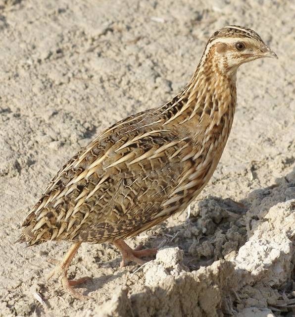 Details : Common Quail - BirdGuides