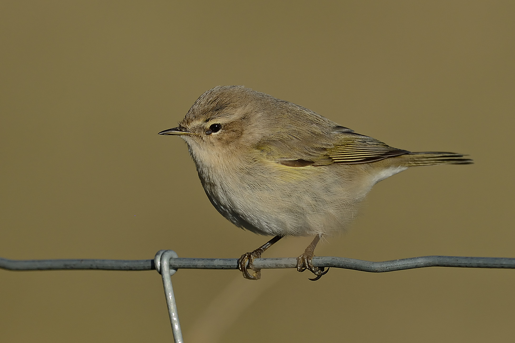 Details : Siberian Chiffchaff - BirdGuides
