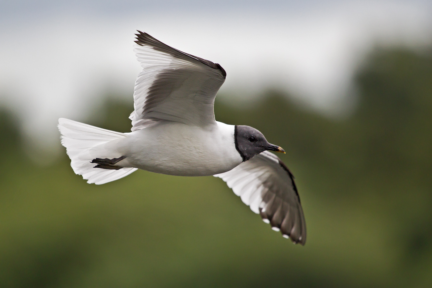 Details : Sabine's Gull - BirdGuides