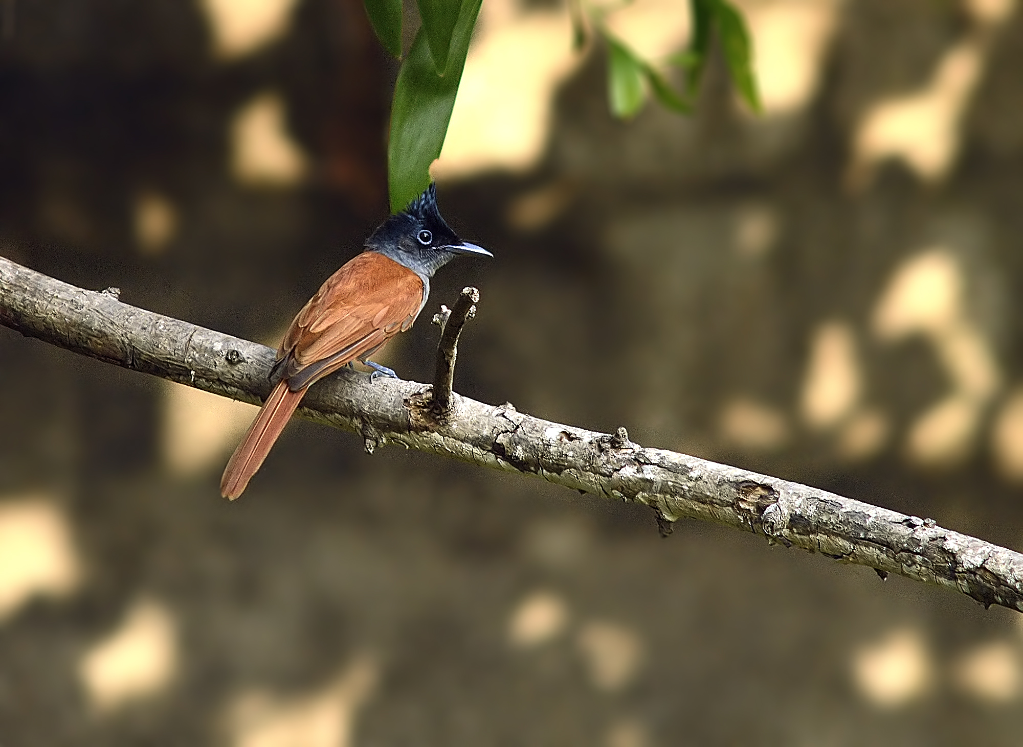 Details : Indian Paradise Flycatcher - BirdGuides