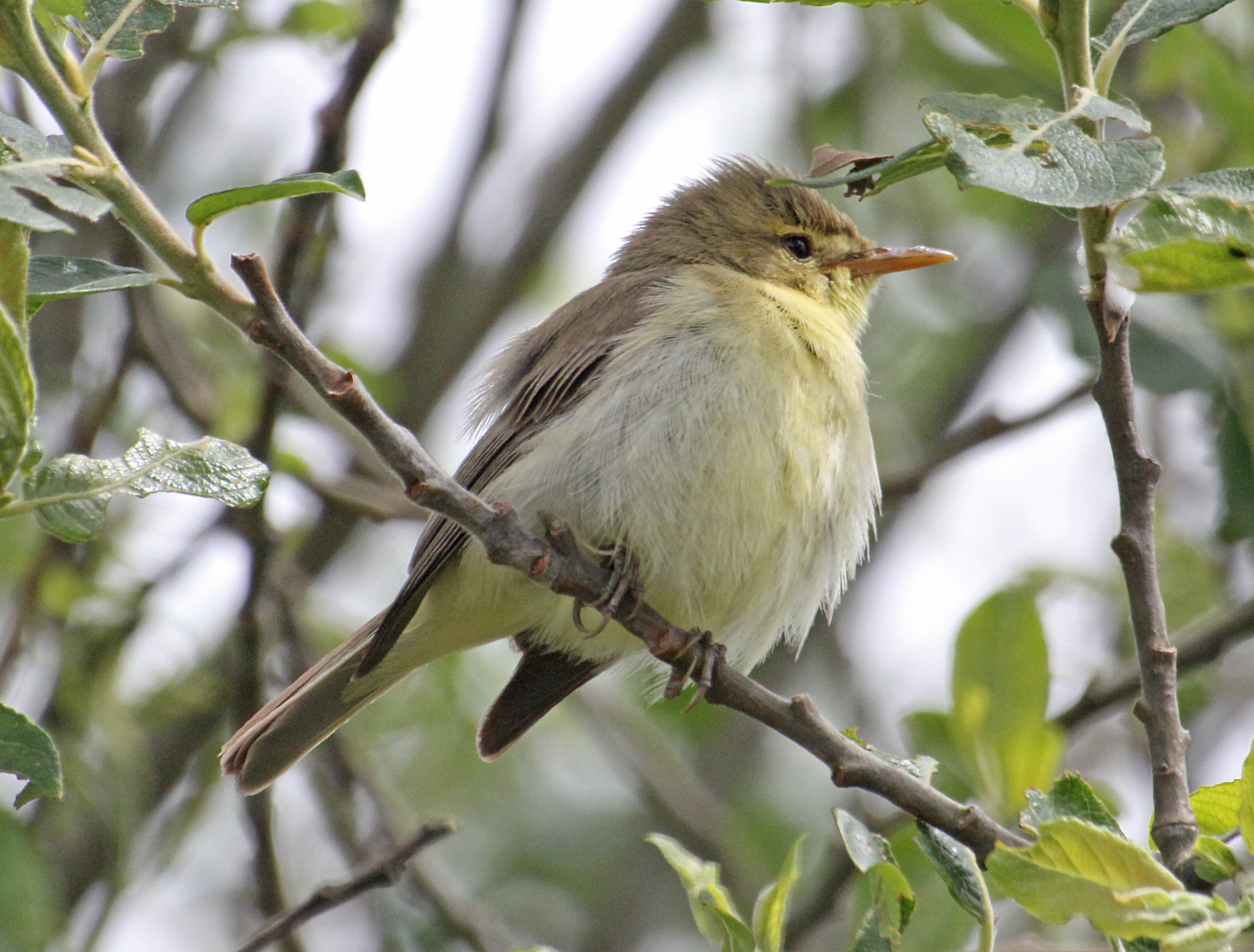 Details : Melodious Warbler - BirdGuides