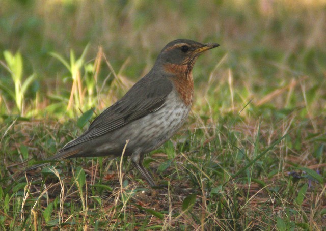 Details : Red-throated Thrush - BirdGuides