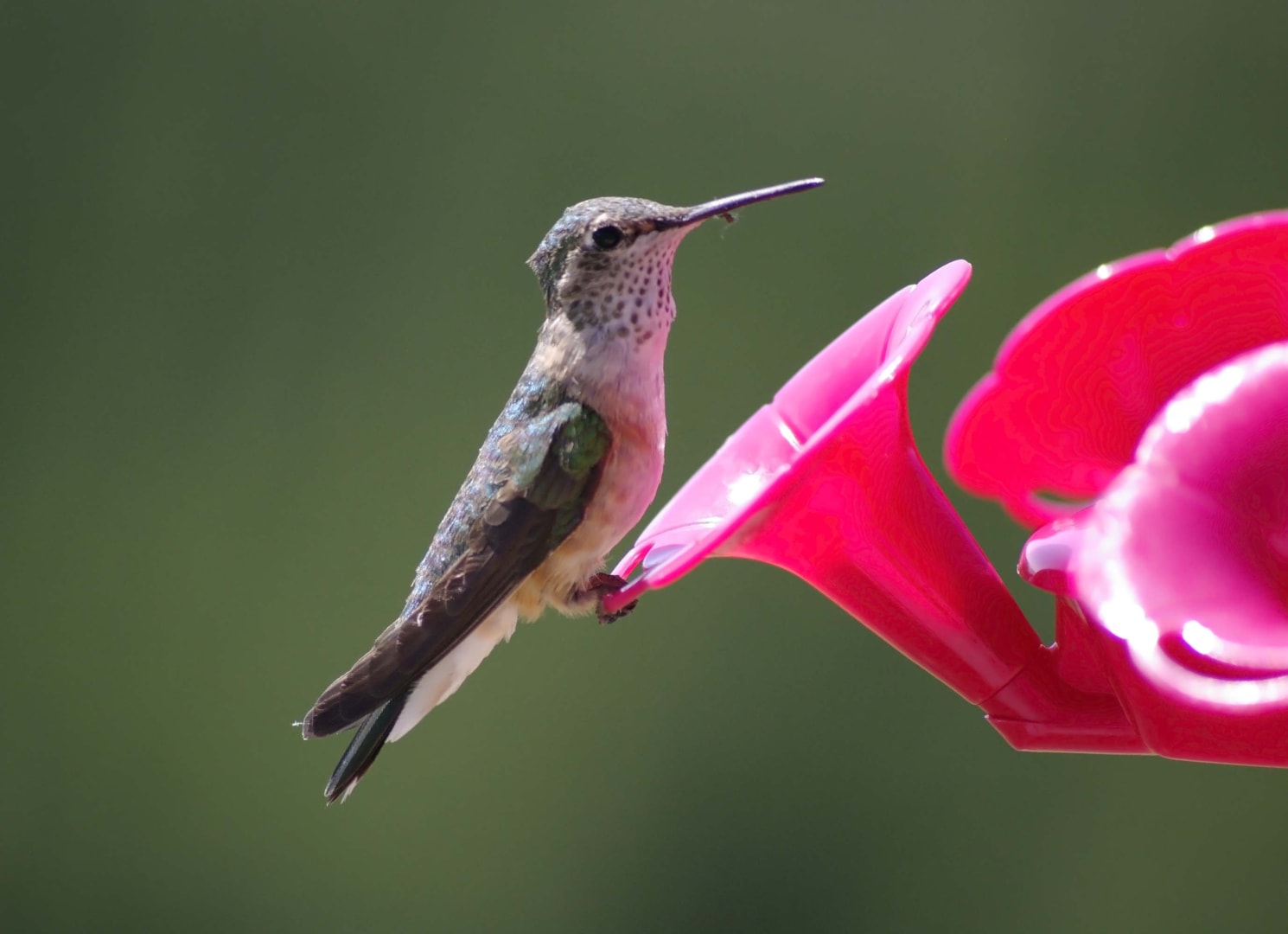 Calliope Hummingbird by Paul - BirdGuides