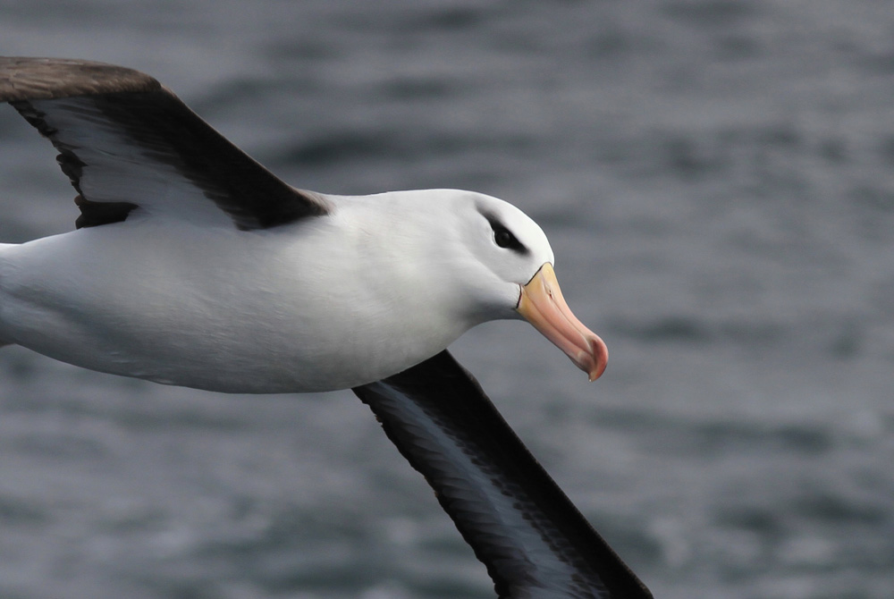 Details : Black-browed Albatross - BirdGuides