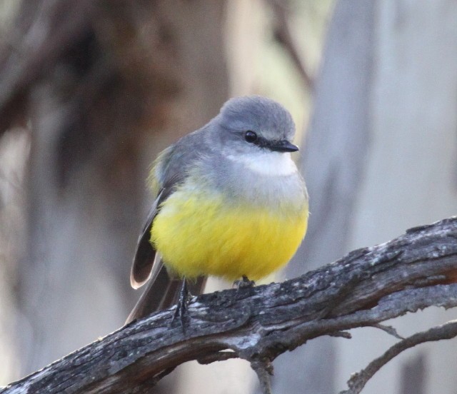 Details : Western Yellow Robin - BirdGuides