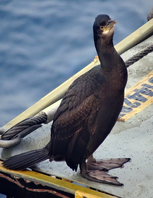 Heather Platform, North Sea Birdwatching Site - BirdGuides