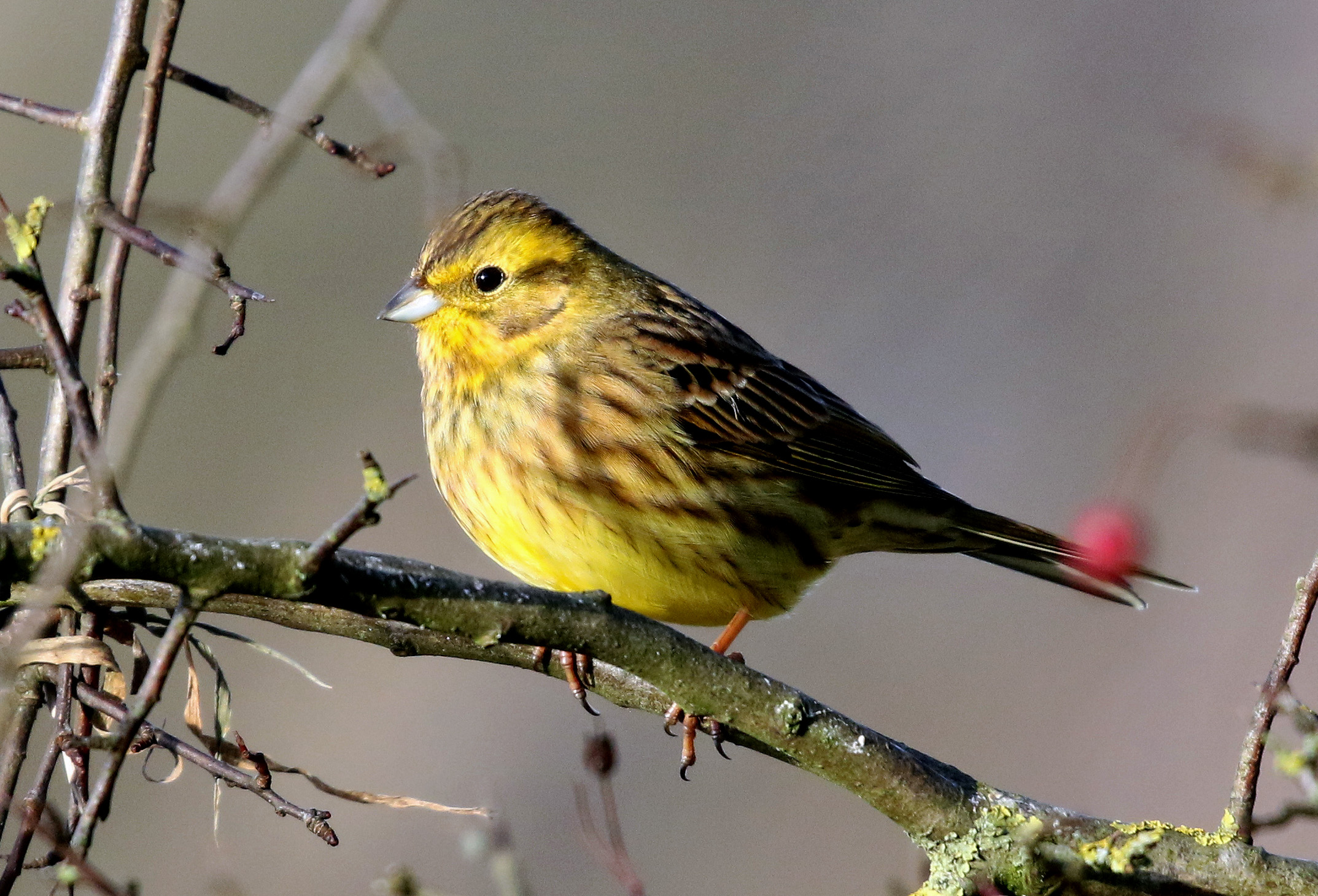 Details : Yellowhammer - BirdGuides