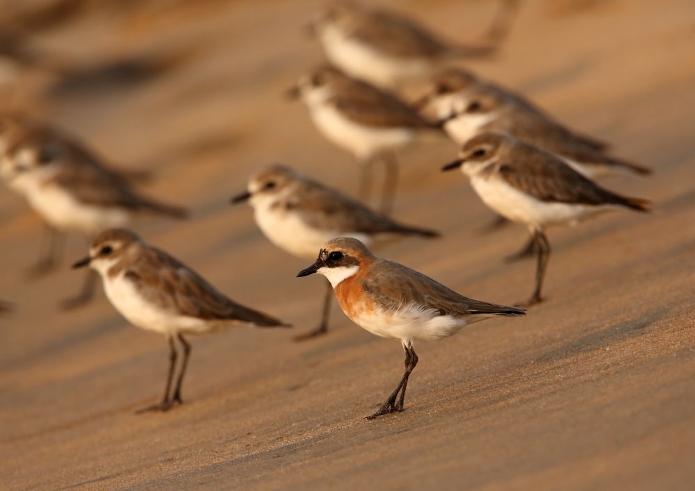 Genetics confirm Lesser Sand Plover as two species - BirdGuides