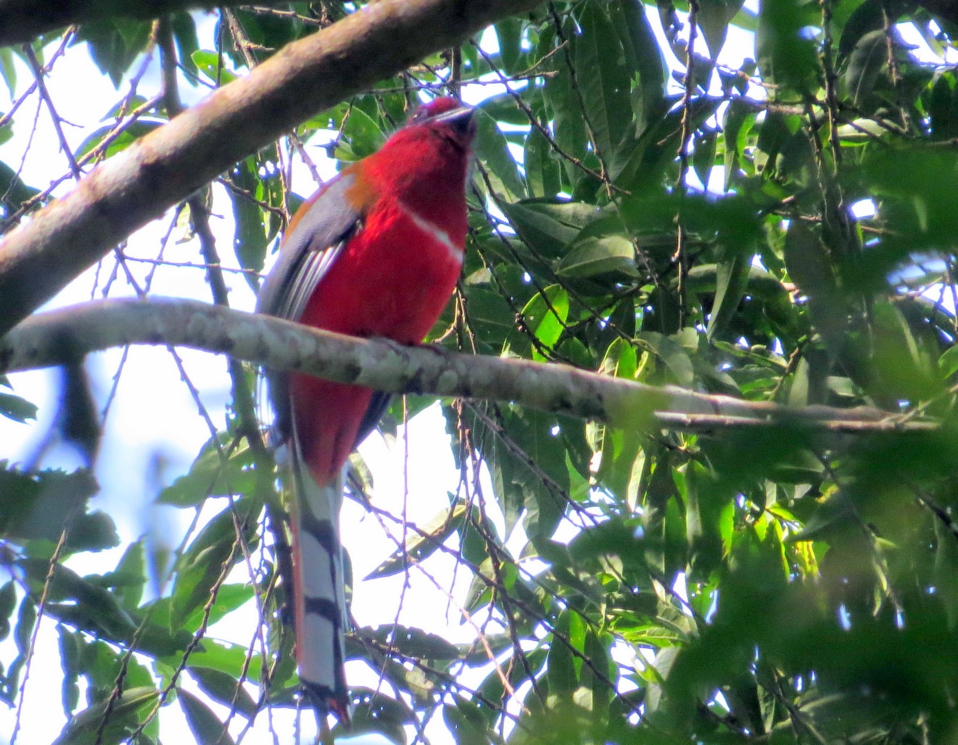 Red-headed Trogon by John Nadin - BirdGuides