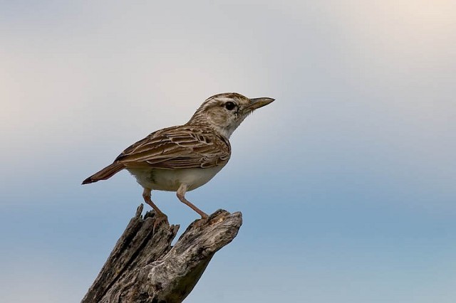 Details : Sabota Lark - BirdGuides