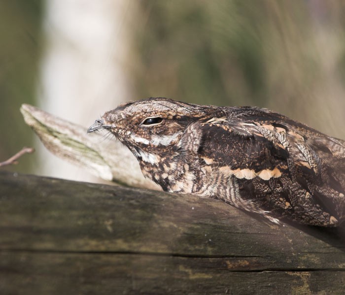 Details : European Nightjar - BirdGuides