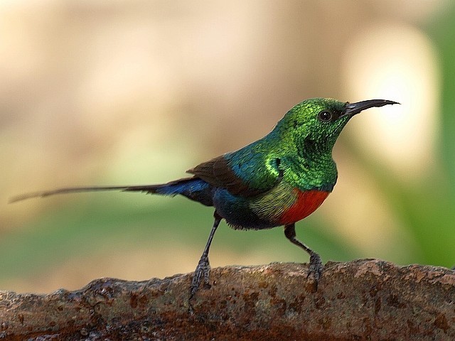 Details : Beautiful Sunbird - BirdGuides