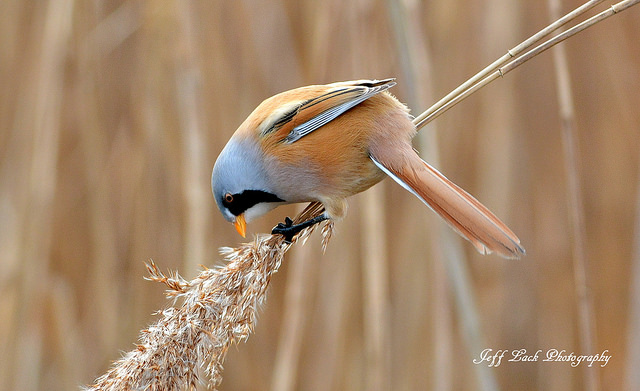 Details : Bearded Tit - BirdGuides