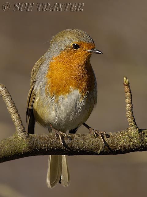 Details : European Robin - BirdGuides