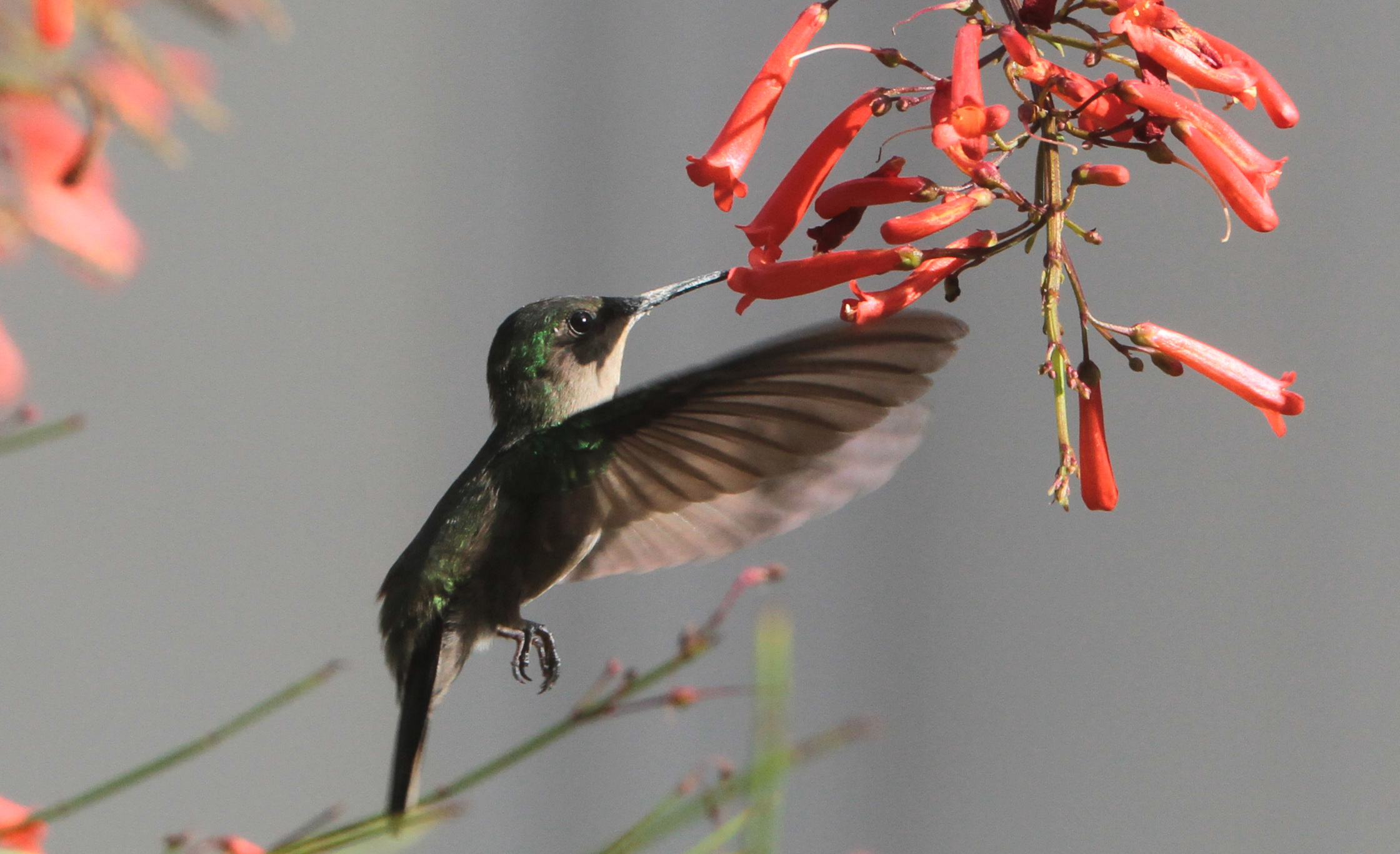 Details : Vervain Hummingbird - BirdGuides