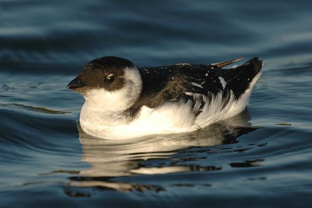 Details : Little Auk - BirdGuides