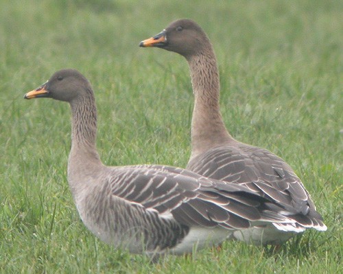 Details : Taiga Bean Goose - BirdGuides