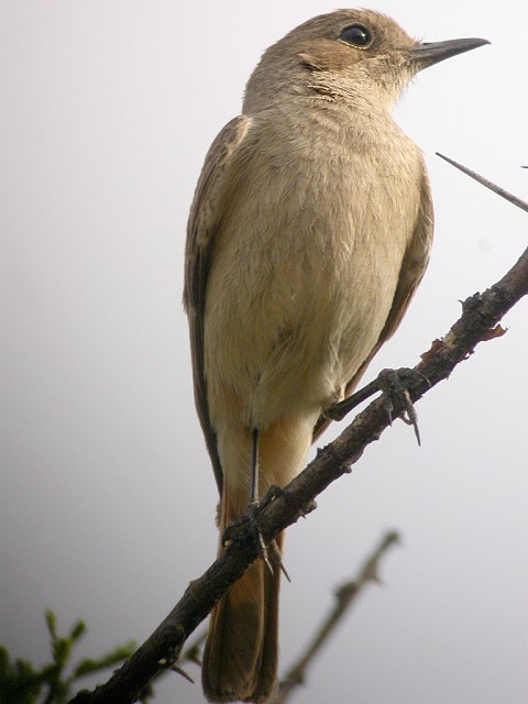 Details : Familiar Chat - BirdGuides