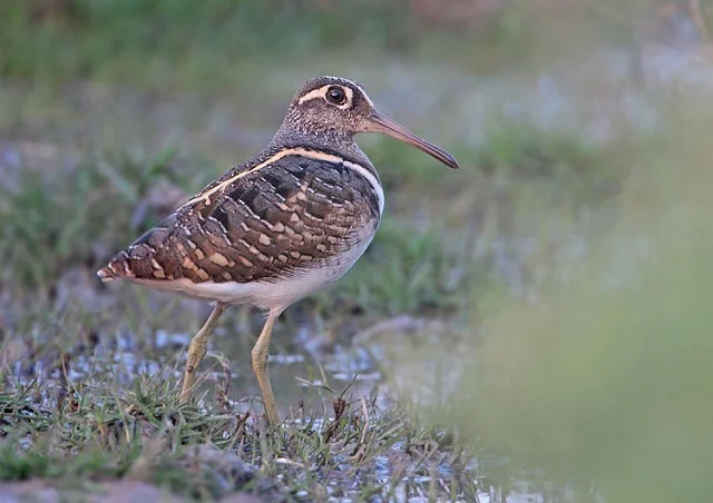 Details : Greater Painted-snipe - BirdGuides