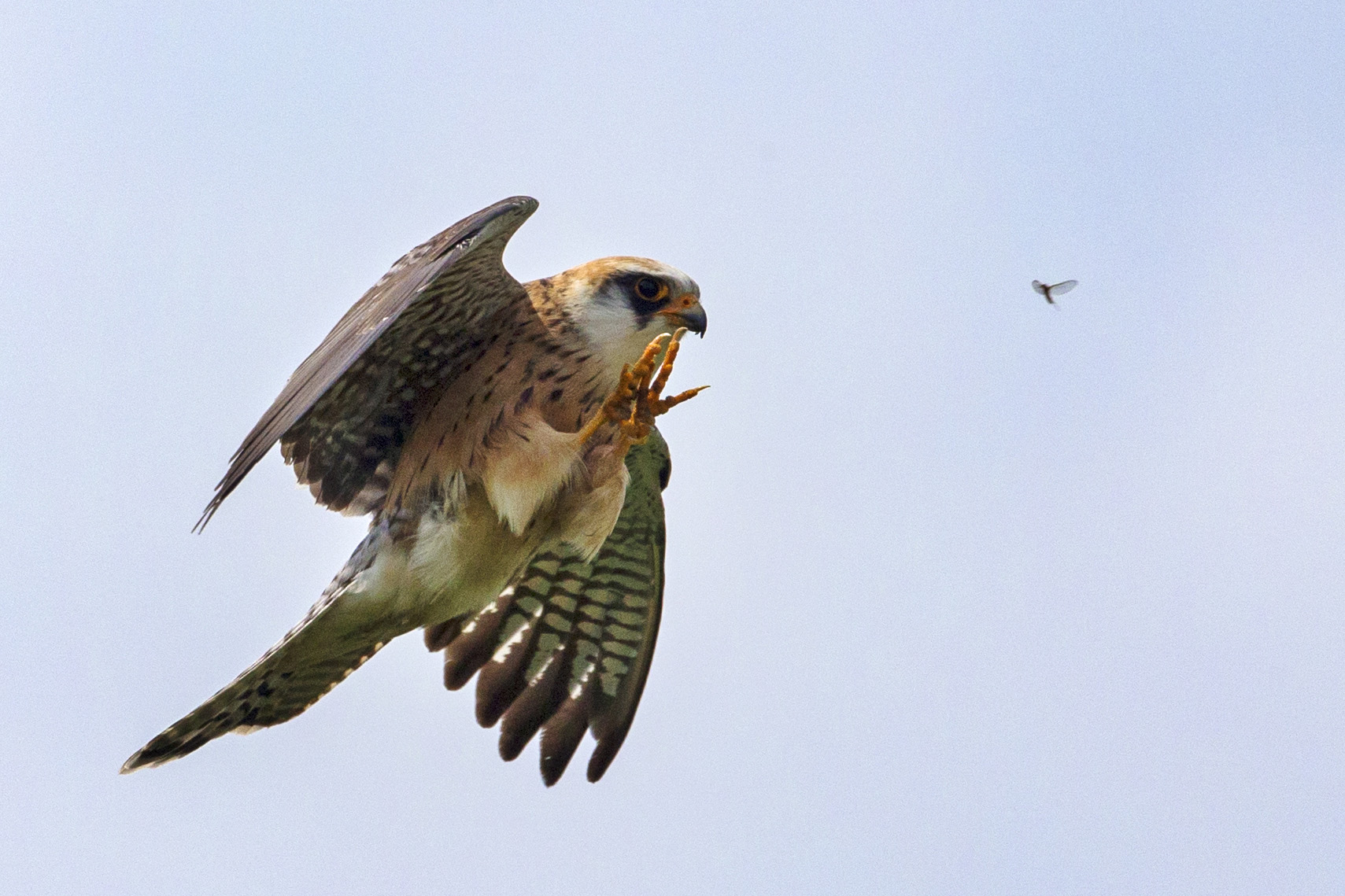 Details : Red-footed Falcon - BirdGuides