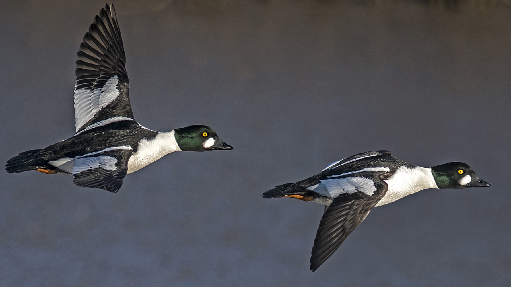 Common Goldeneye by Wayne Davies - BirdGuides