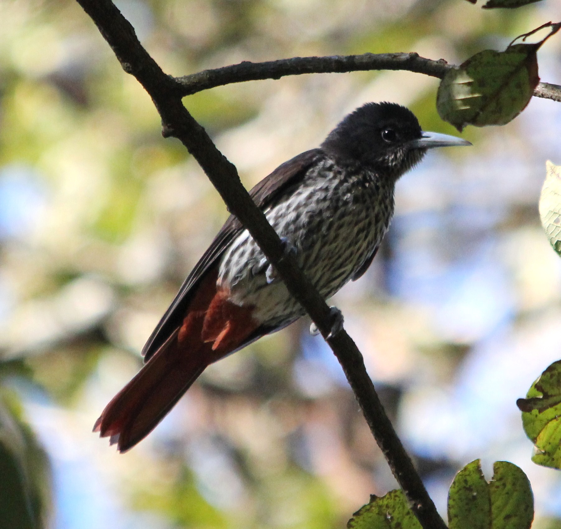 Details : Maroon Oriole - BirdGuides