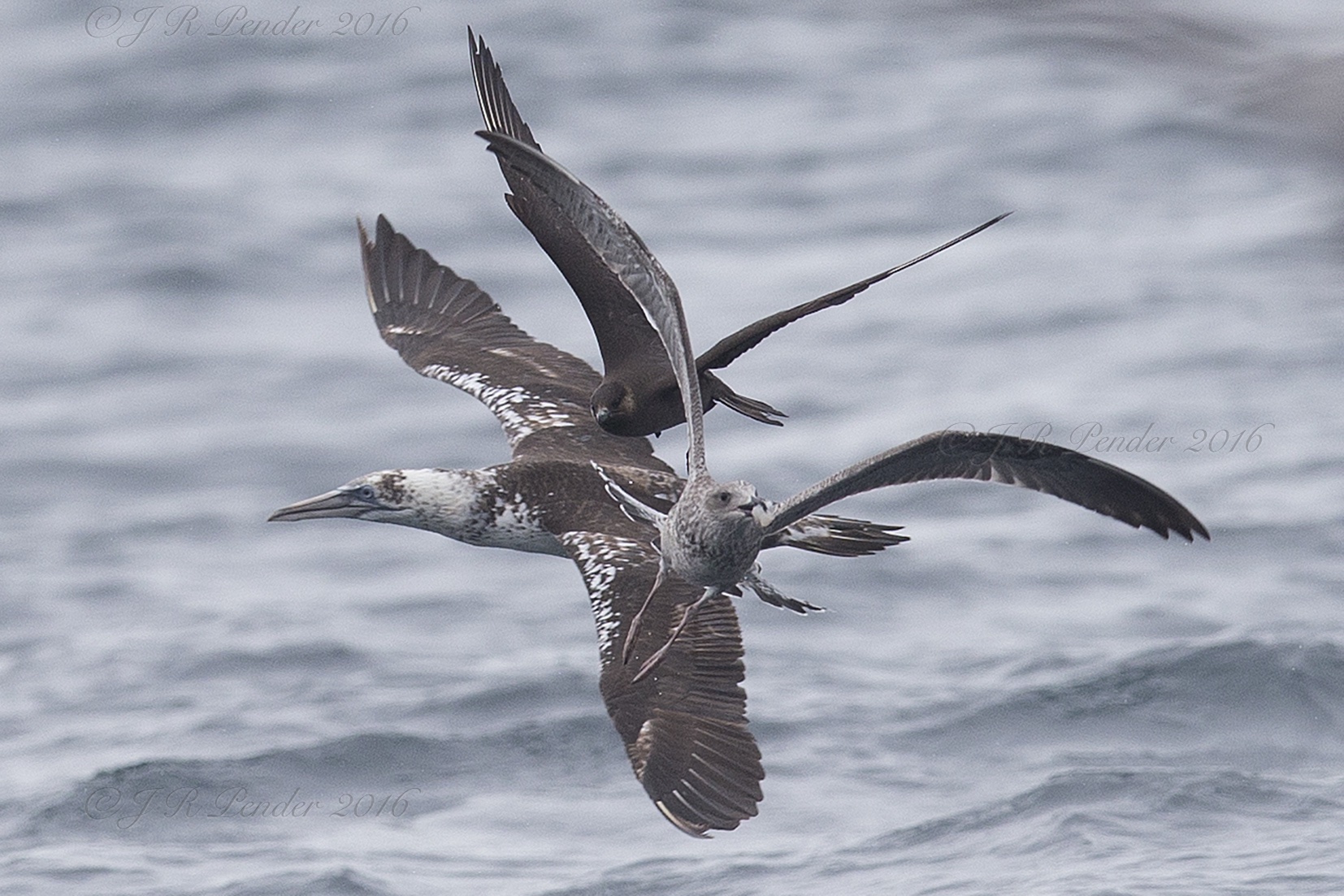 Details : Arctic Skua - BirdGuides
