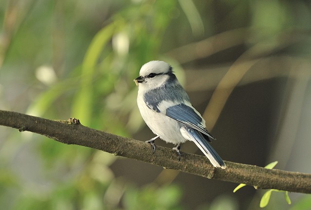 Details : Azure Tit - BirdGuides