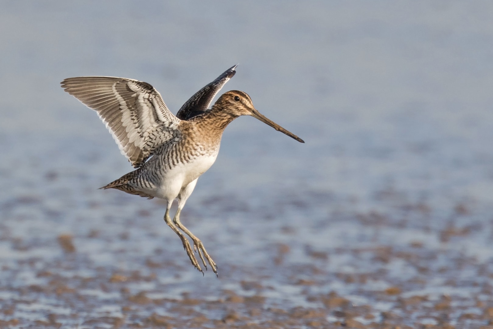 Common Snipe by Paul Coombes - BirdGuides