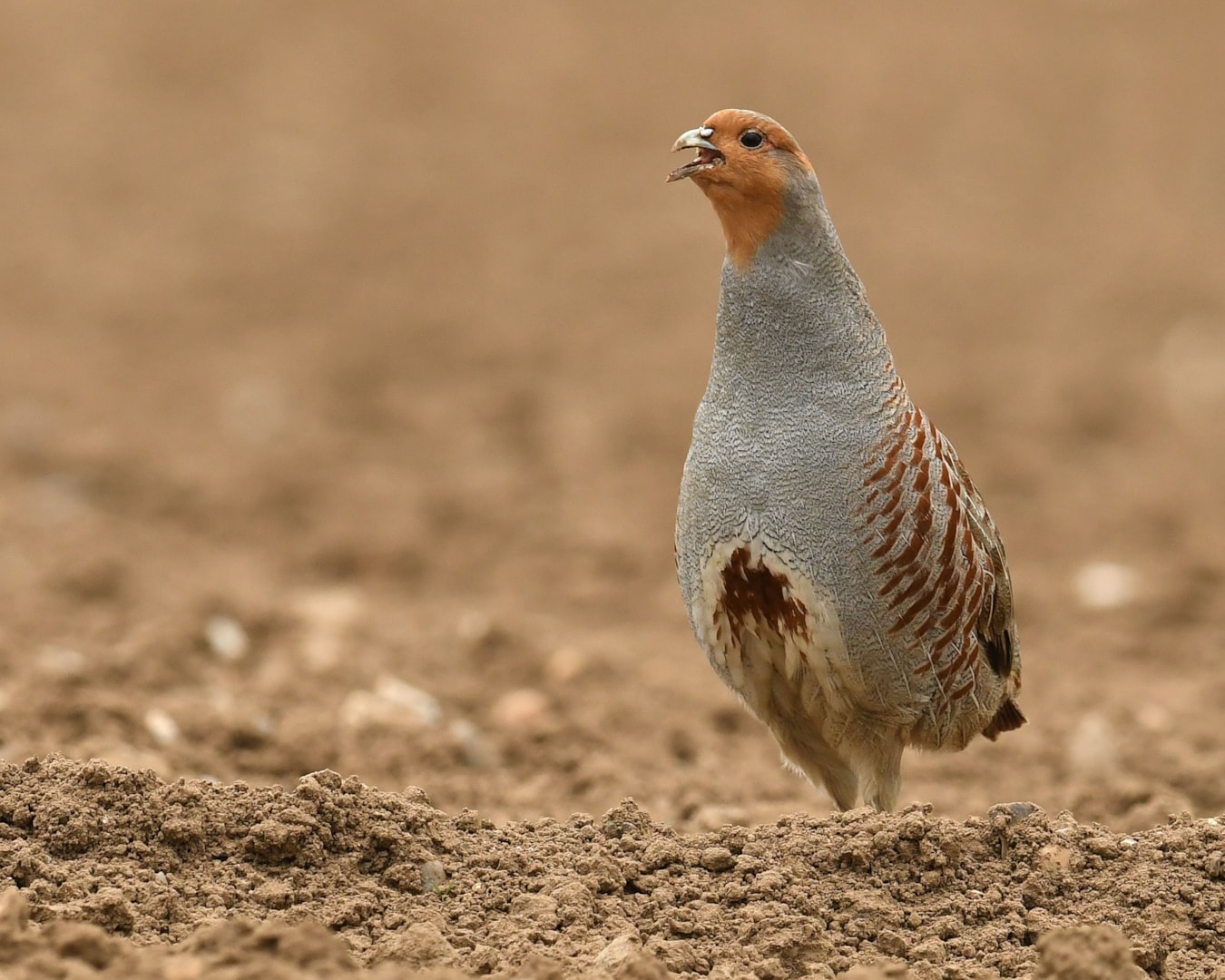 Grey Partridge by Nick Appleton - BirdGuides