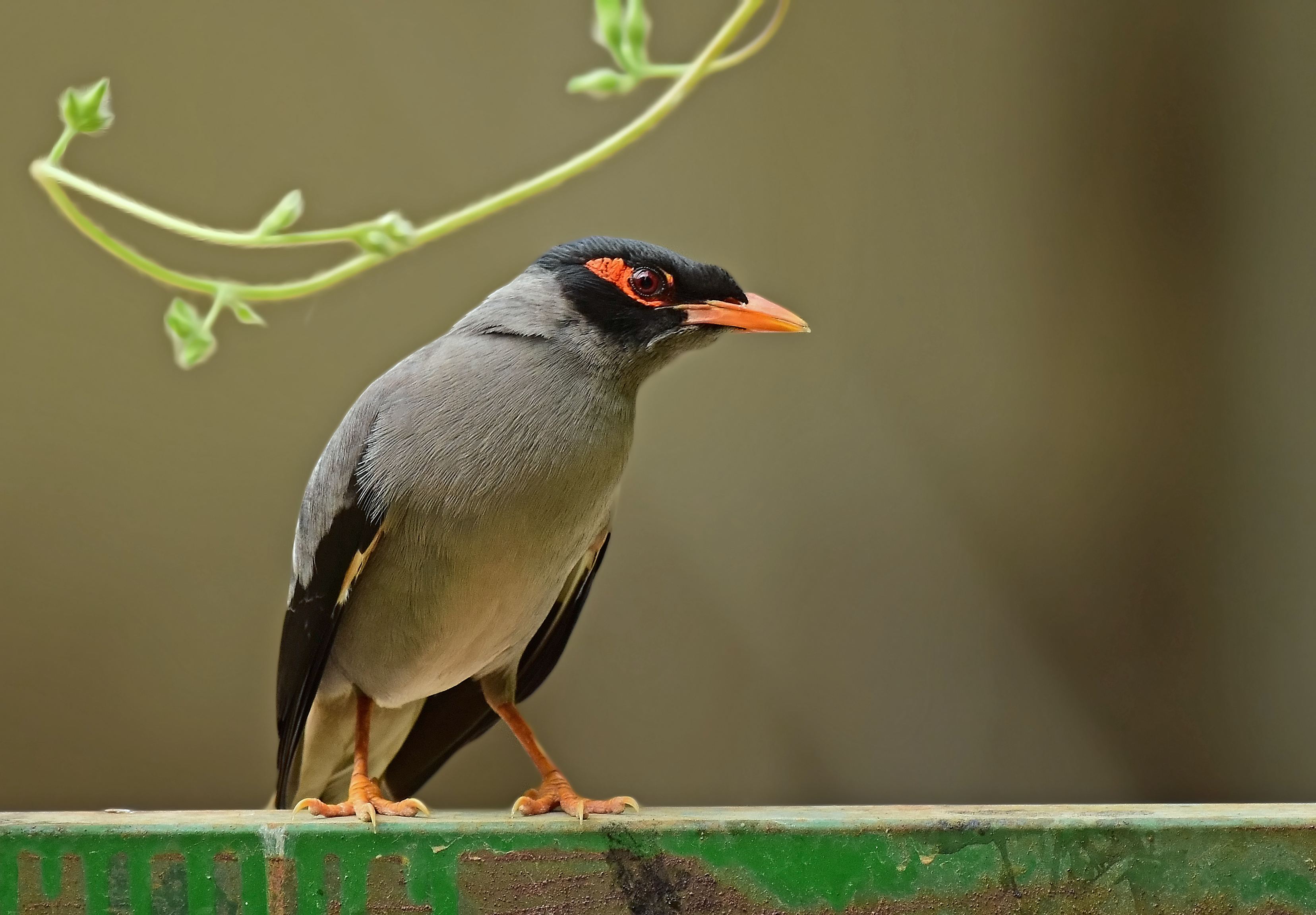 Details : Bank Myna - BirdGuides