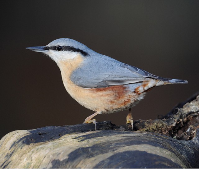 Details : Eurasian Nuthatch - BirdGuides