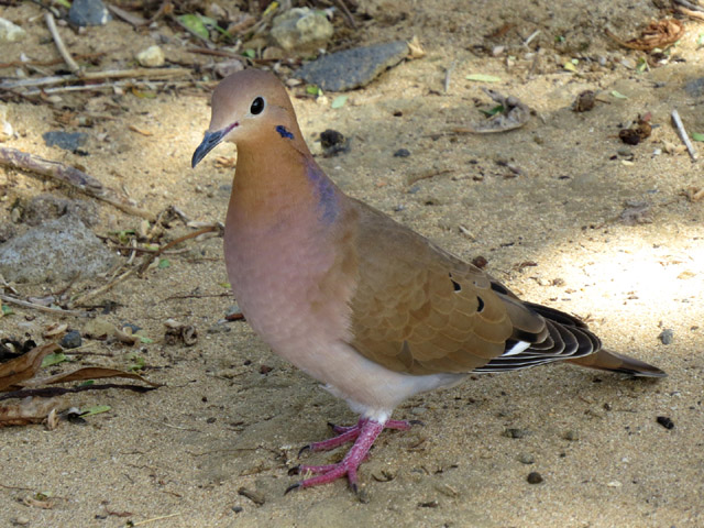 Details : Zenaida Dove - BirdGuides