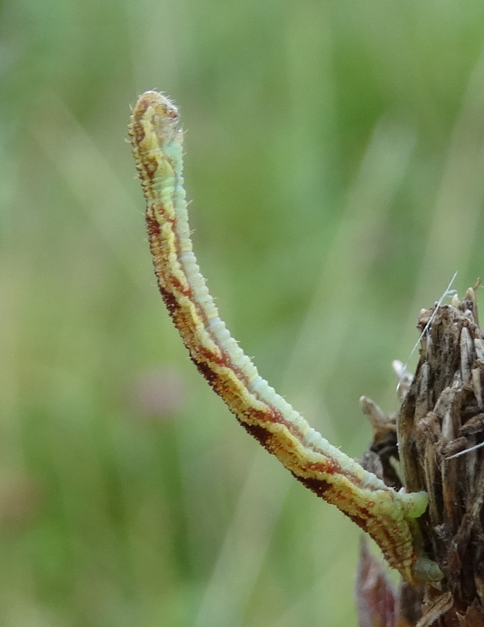 Details : Satyr Pug - BirdGuides