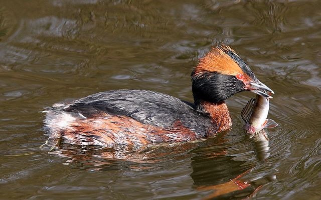 Details : Slavonian Grebe - BirdGuides