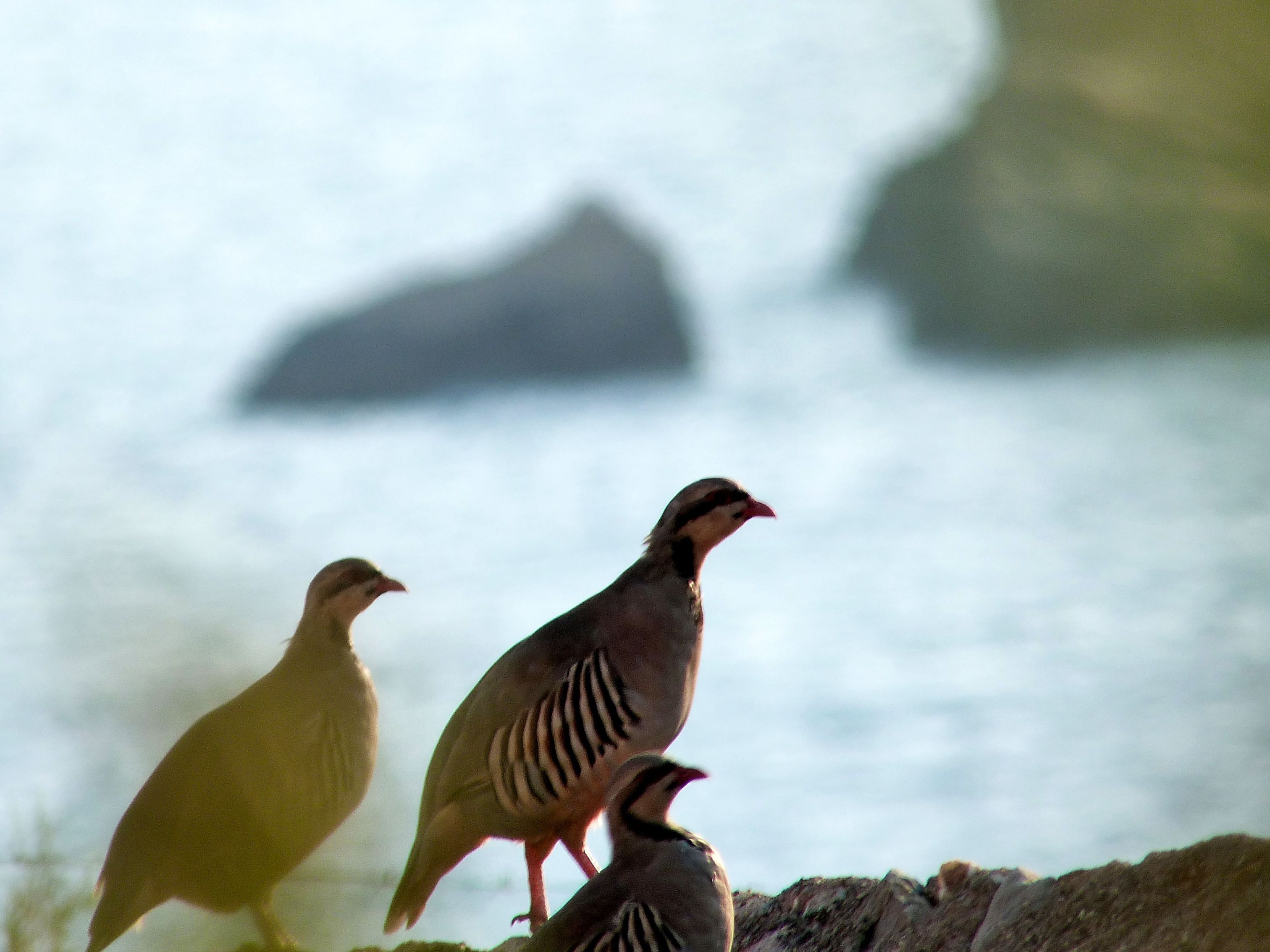 Details : Rock Partridge - BirdGuides