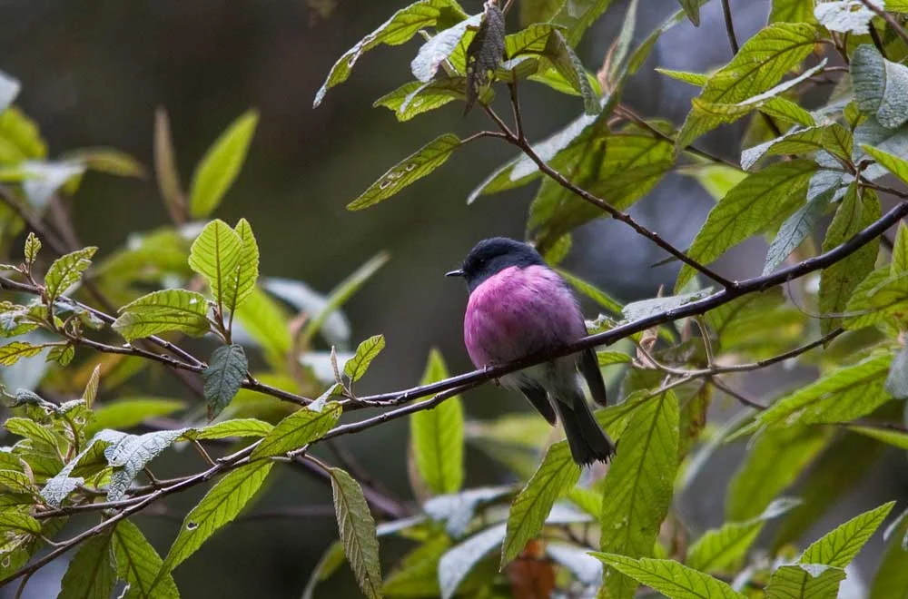 Details : Pink Robin - BirdGuides