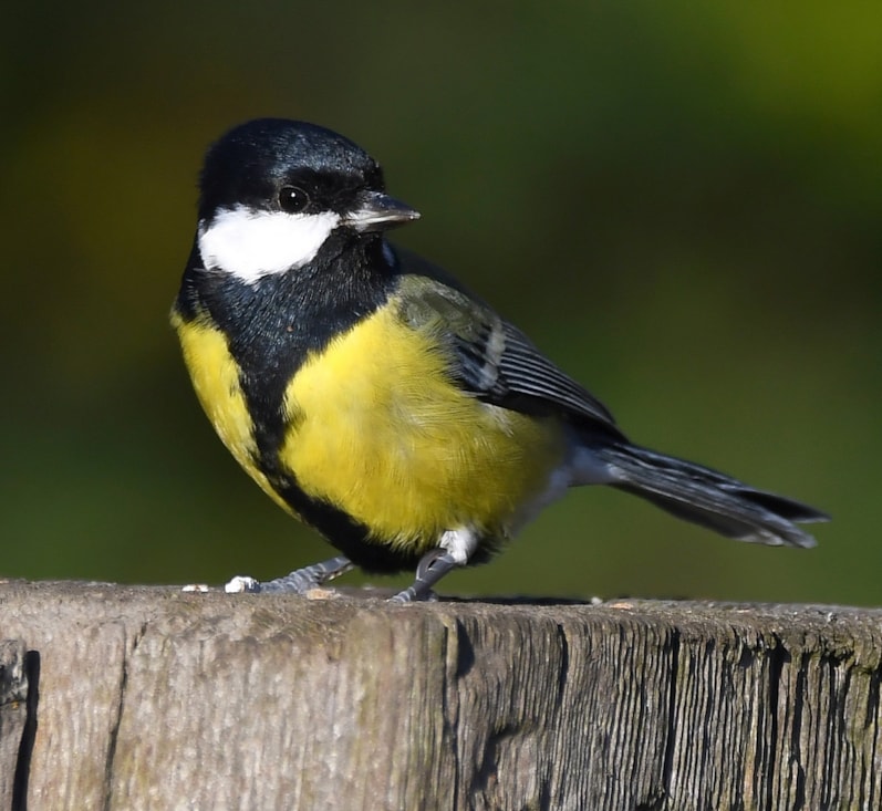 Great Tit by Carl Bovis - BirdGuides