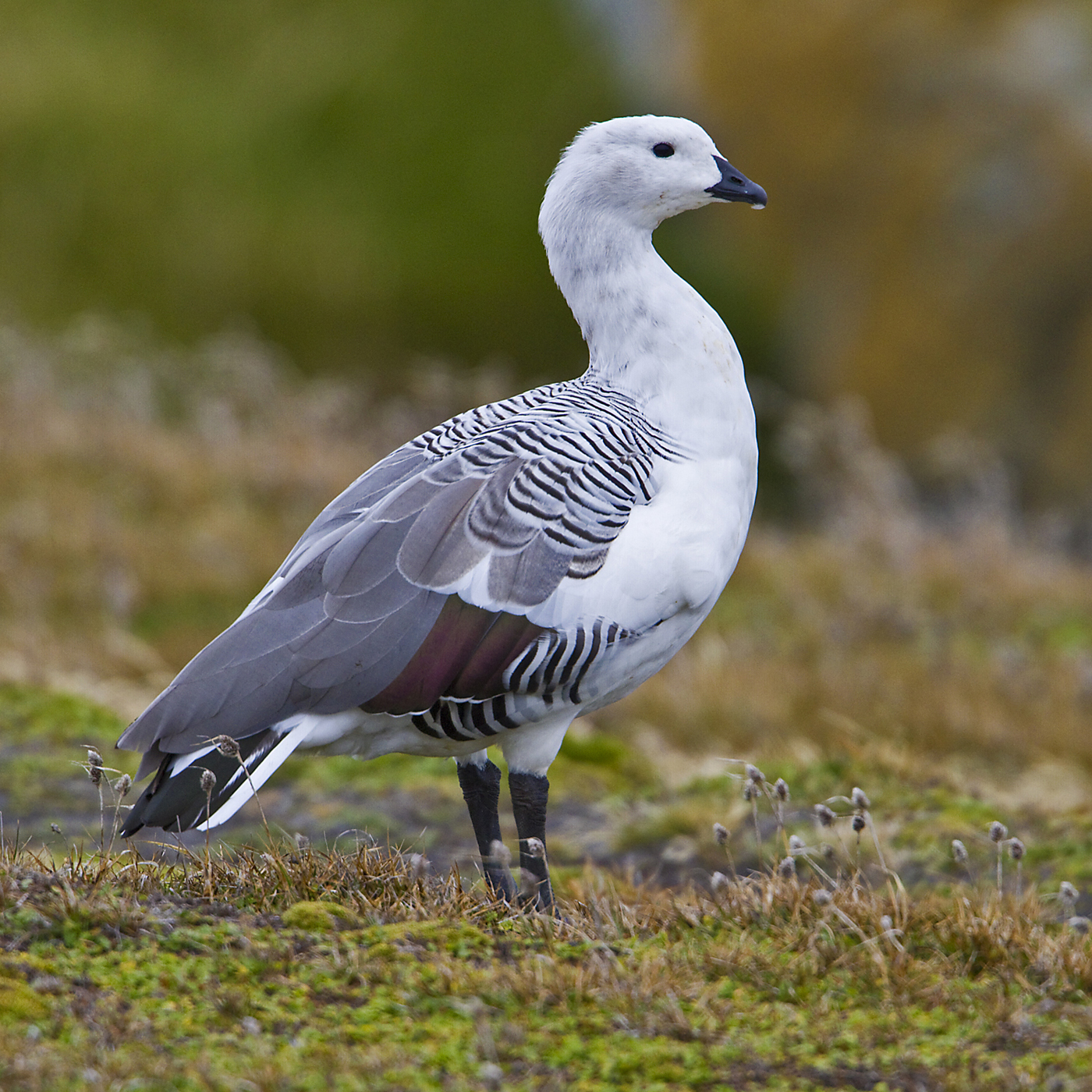 Details : Upland Goose - BirdGuides