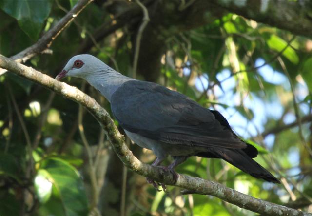 Details : Andaman Wood Pigeon - BirdGuides