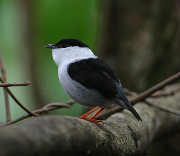Details : White-bearded Manakin - BirdGuides